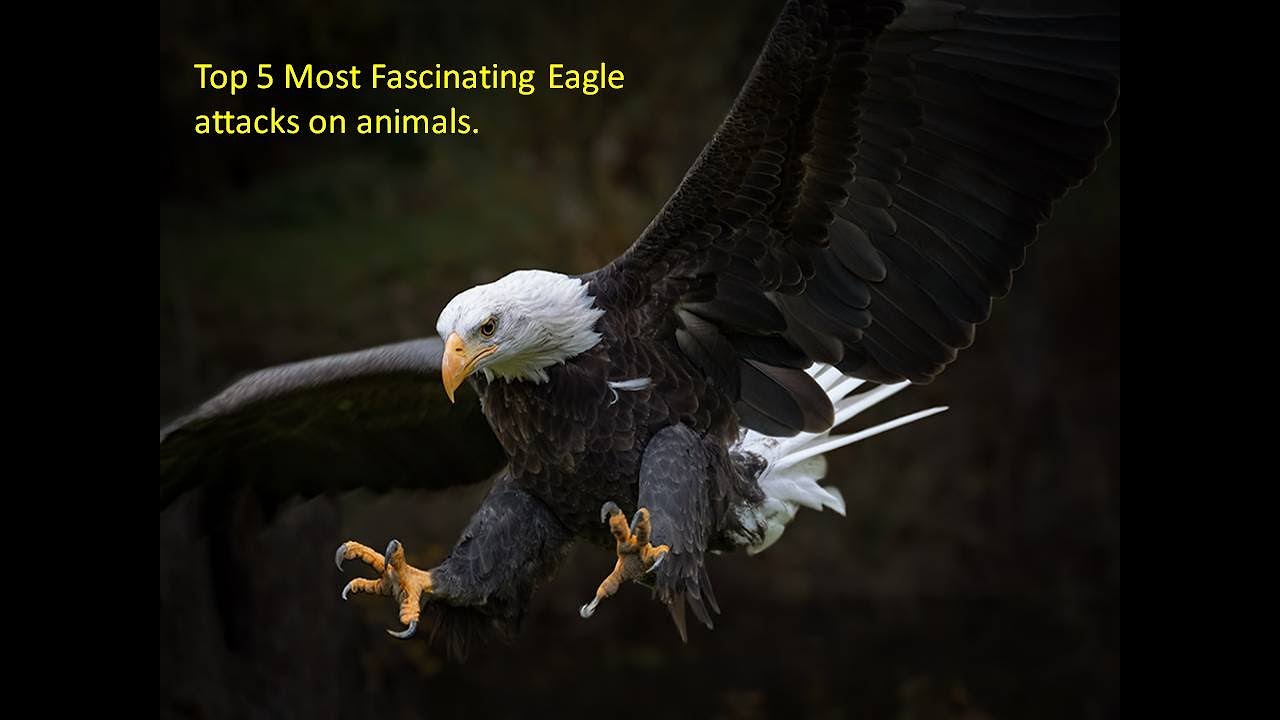 TOP 5 EAGLES ATTACK IN FASCINATING WAY AND FEAR NOTHING - YouTube