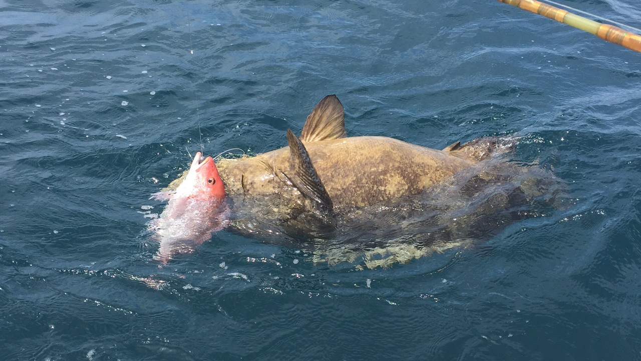 kid catches HUGE GOLIATH GROUPER that EATS HIS RED SNAPPER (st. Marks ...