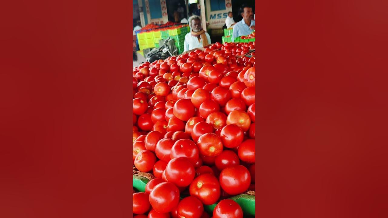 punganur tomato Market 🍅🍅🍅 5/07/2024 #trending #tomato #tomatomarket #tomatocrop - YouTube