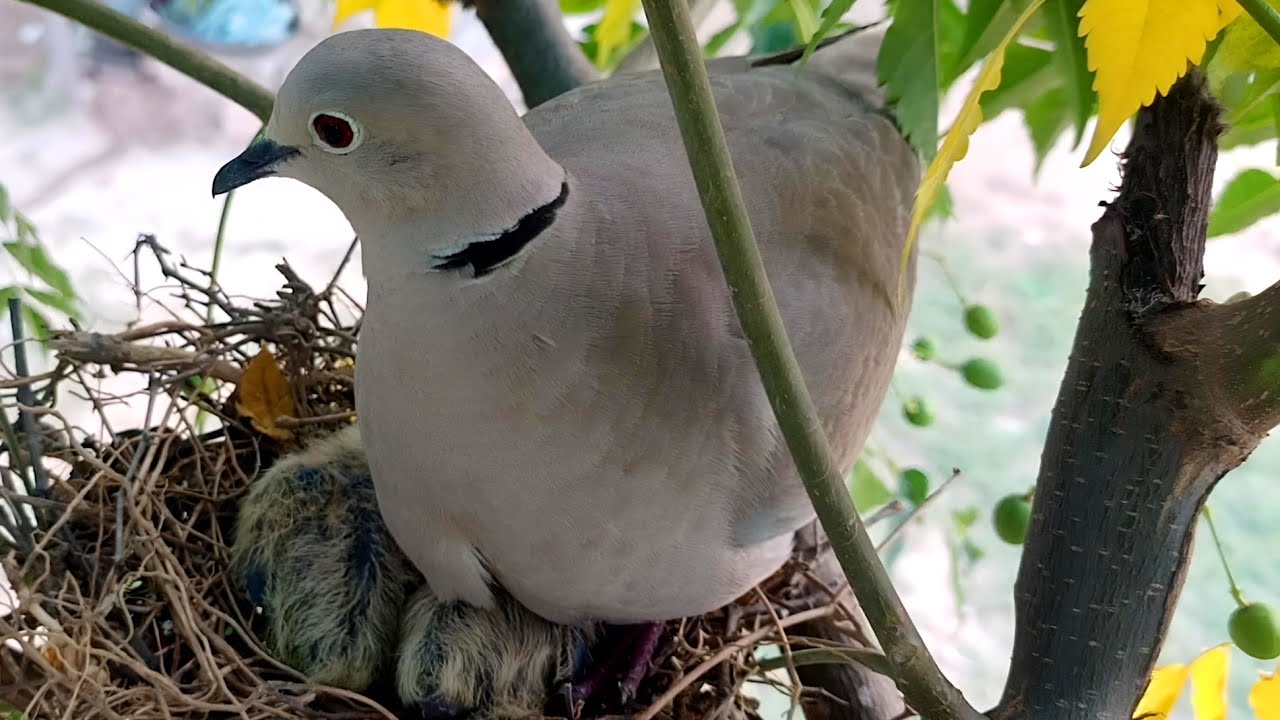 Mother Dove unable to cover her babies fully cause they are growing ...