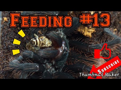 Feeding #13 - YouTube