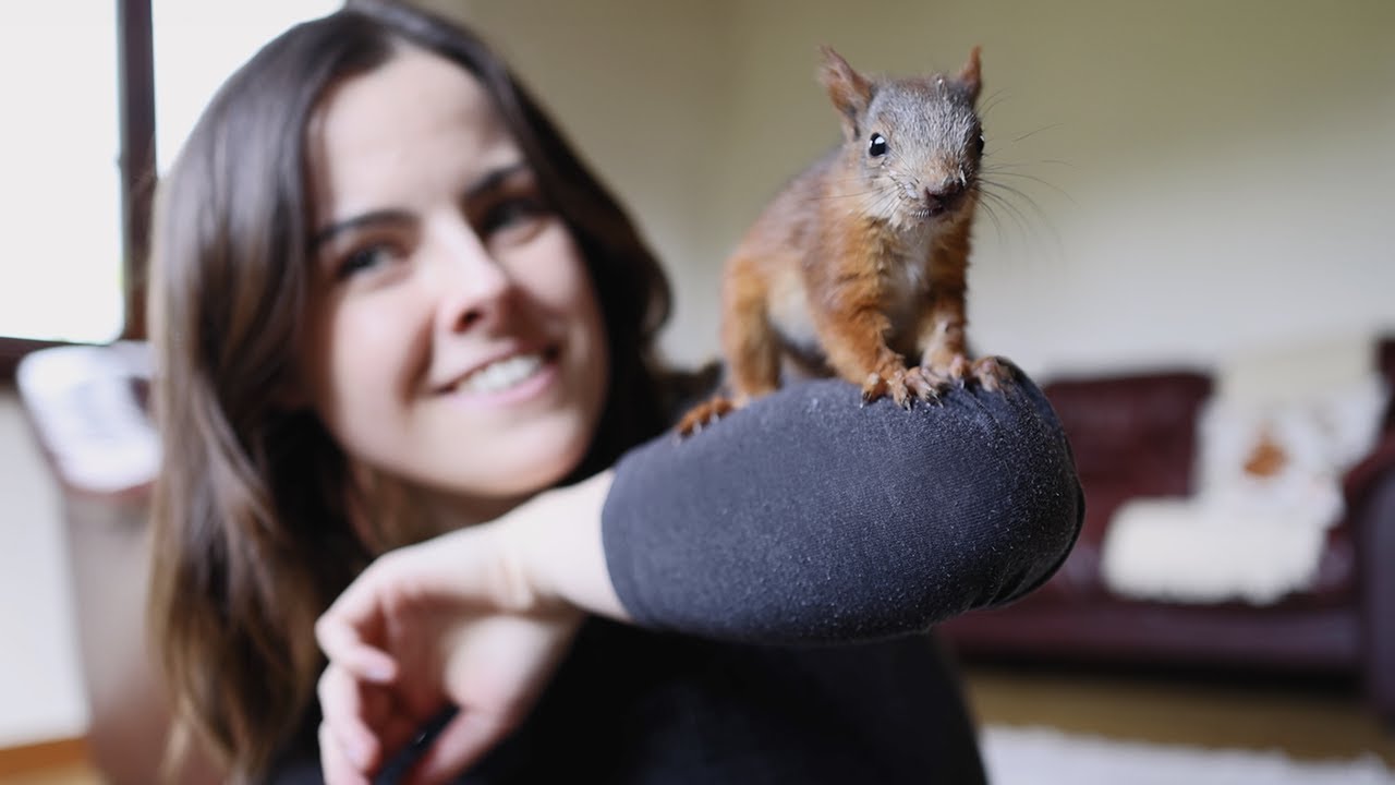 I rescued an orphan baby red squirrel (Episode 1) - YouTube