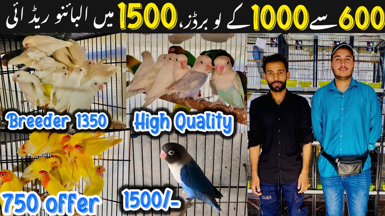 Big offers for new fanciers || Ahsan birds shop H-9 bazar islamabad ...