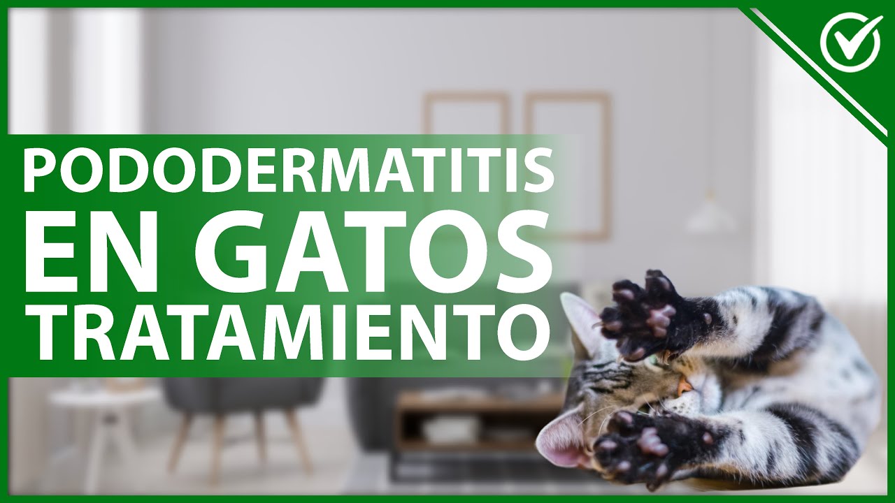 🐱 ¿Cuáles son los síntomas de PODODERMATITIS en GATOS? - Tratamiento y ...