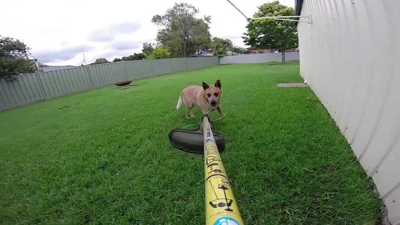 Whipper snipping with Schooie! - YouTube