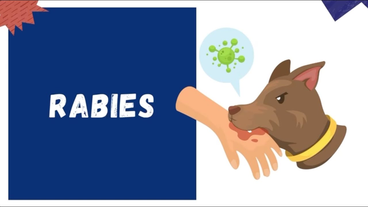Video Edukasi Penyuluhan Rabies - YouTube