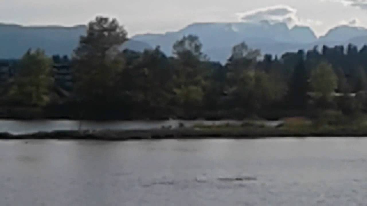 Seals Splashing in Comox Estuary August 12, 2016 - YouTube