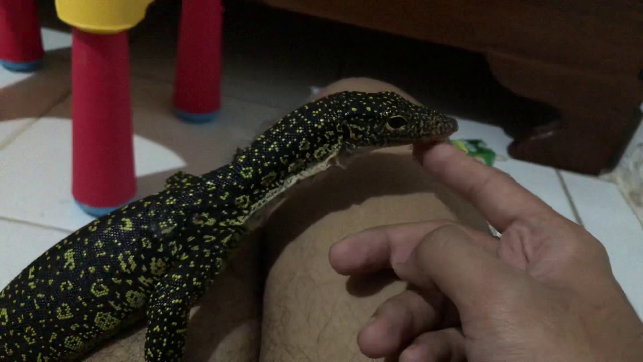 Varanus Finschi (Colei) - YouTube