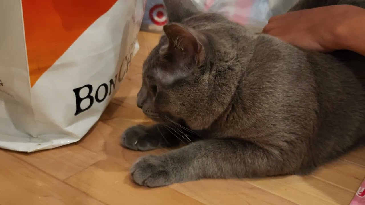 8K Bubbles the cat catches and eats a flying bug! Can cats eat a bug ...