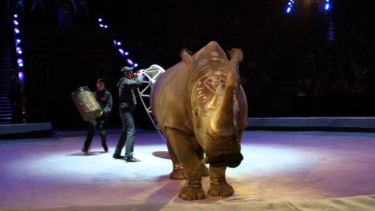 ИДОЛ 2015 "ДРЕССИРОВАННЫЙ НОСОРОГ" "TRAINED RHINOCEROS" - YouTube