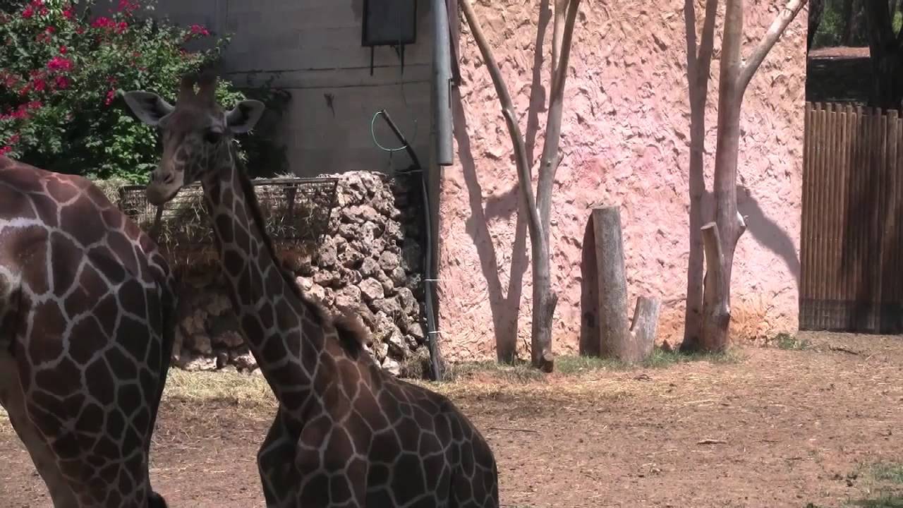 Funny giraffe farts all over her baby giraffe - doupto.com competition ...