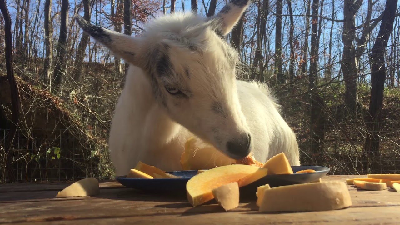 Goat makes funny sound when eating - YouTube