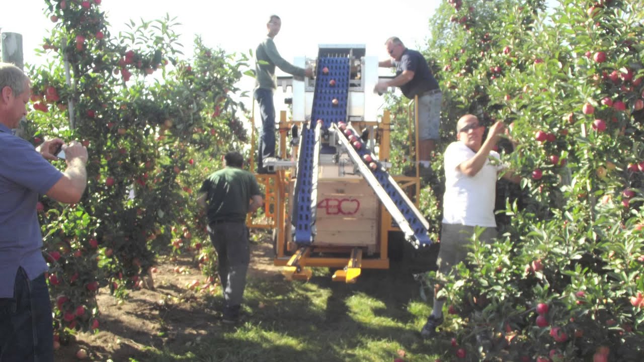 Growers Get a Look at Prototype Apple Sorter — FGNtv - YouTube