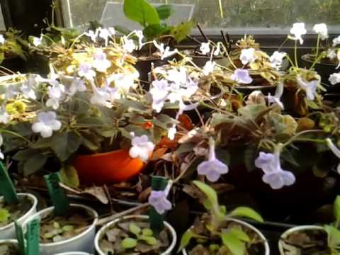 December in the greenhouse, the mini and micro Sinningia hybrids - YouTube