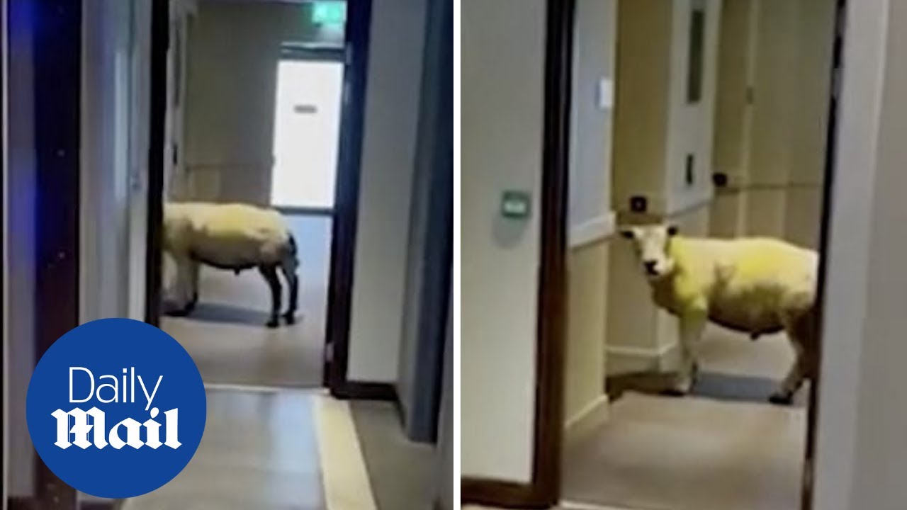 Sheep wanders inside hotel and waits for the lift - YouTube