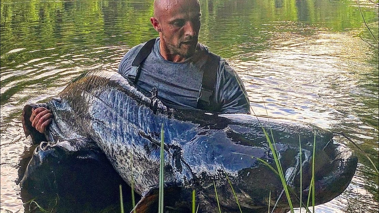 Je fait un big Silure (2m37) a l’escalope de dinde !! En guise de ...