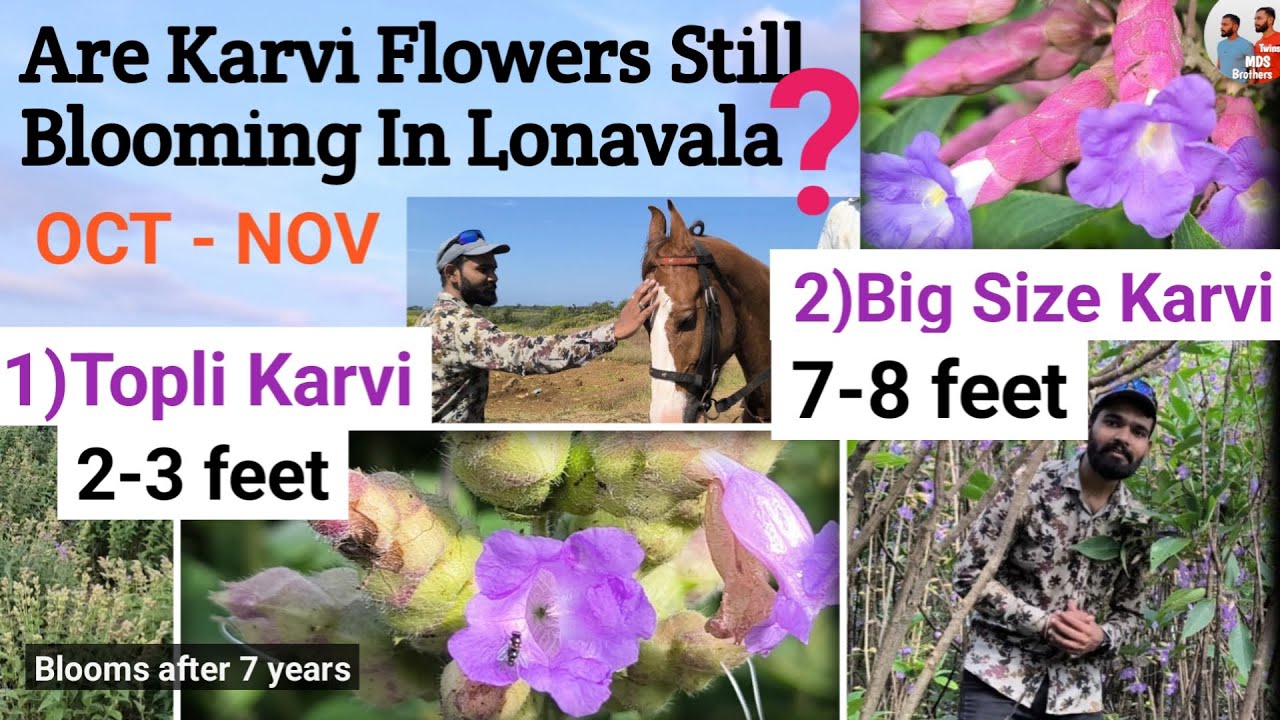 LONAVALA - Karvi Flower Festival | Are Karvi Flowers Still Blooming in ...