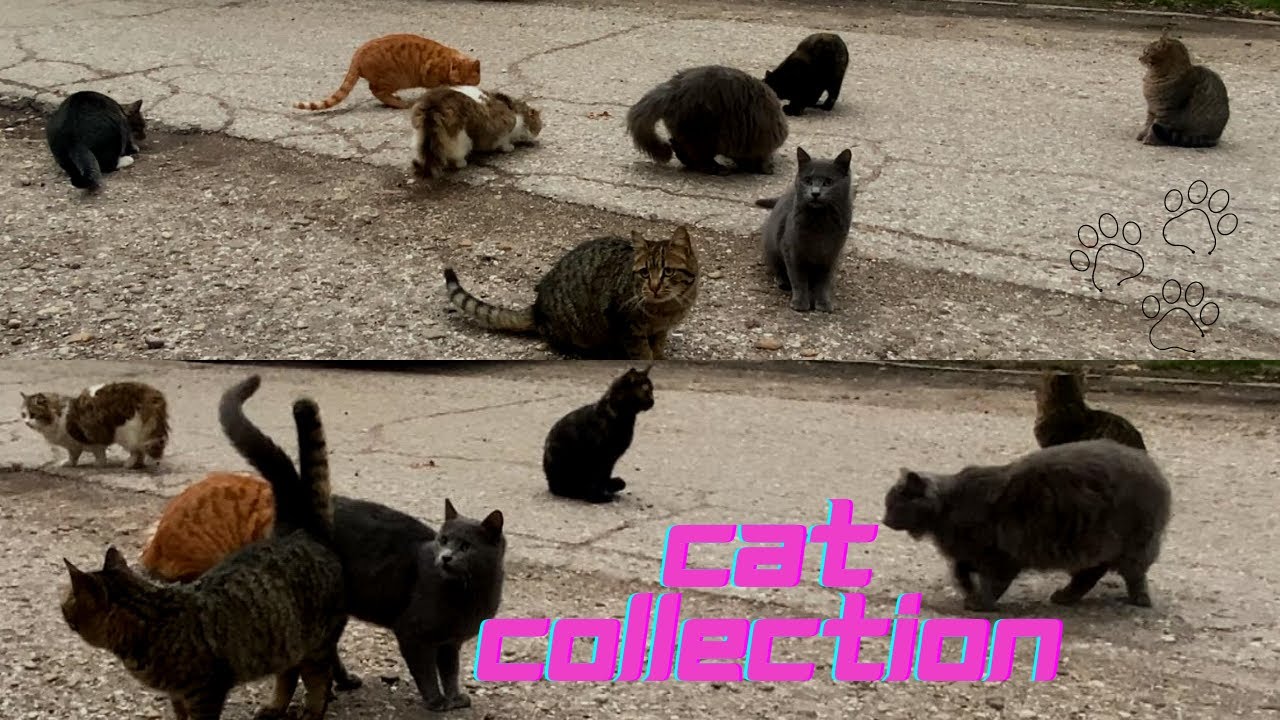 Premium collection of magnificent city cats on our channel - YouTube