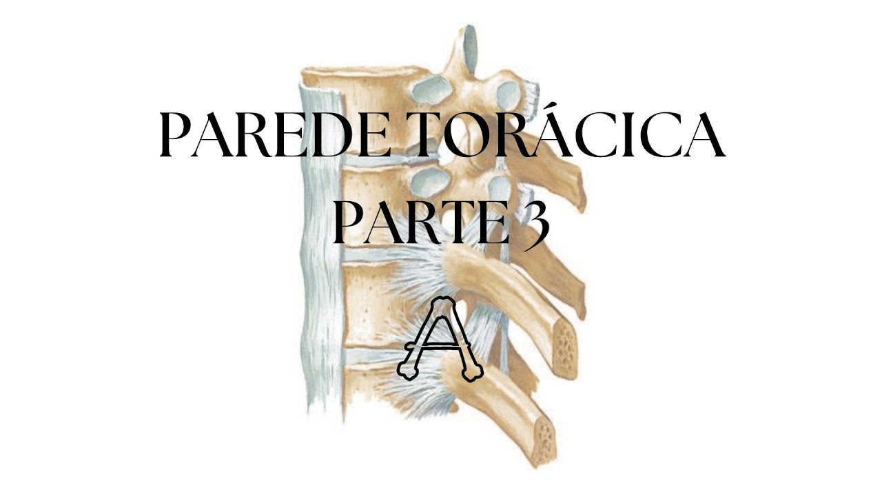 PAREDE TORÁCICA - Parte 3 | Articulações do Tórax - YouTube