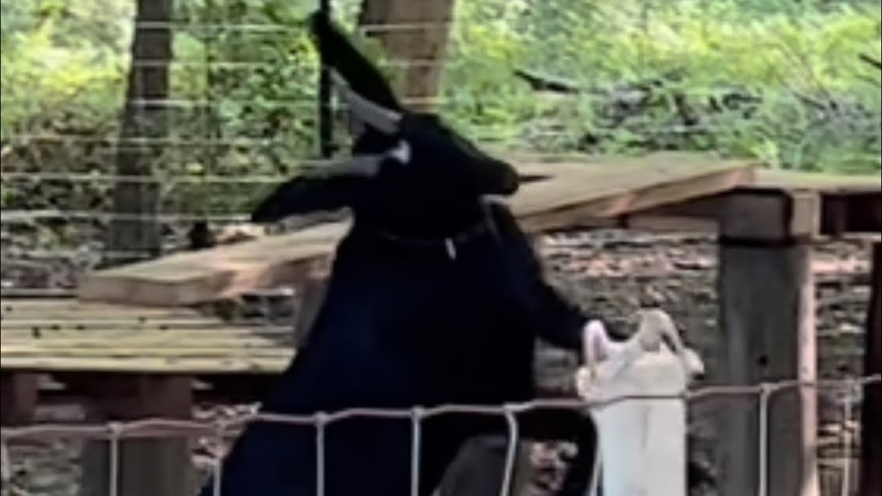 Epic Goat Battle! - YouTube