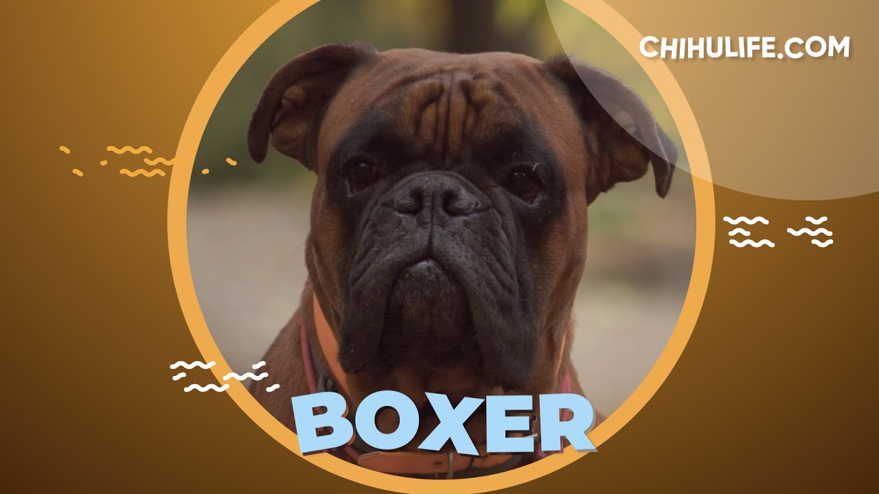 Boxer Dog 101 - YouTube