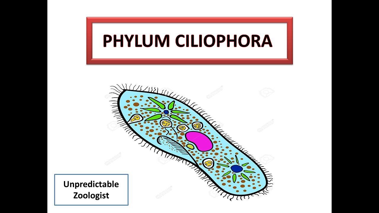 Phylum Ciliophora-Protozoa - YouTube