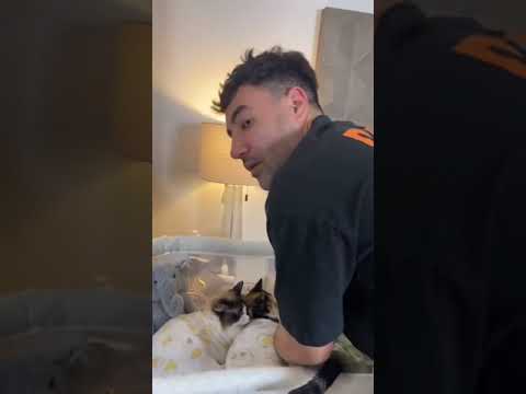 Cat Daddy Issues: Father’s Day Compilation #shorts - YouTube