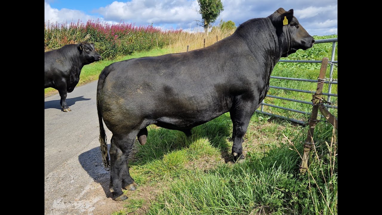Angus Bulls 2024 - YouTube