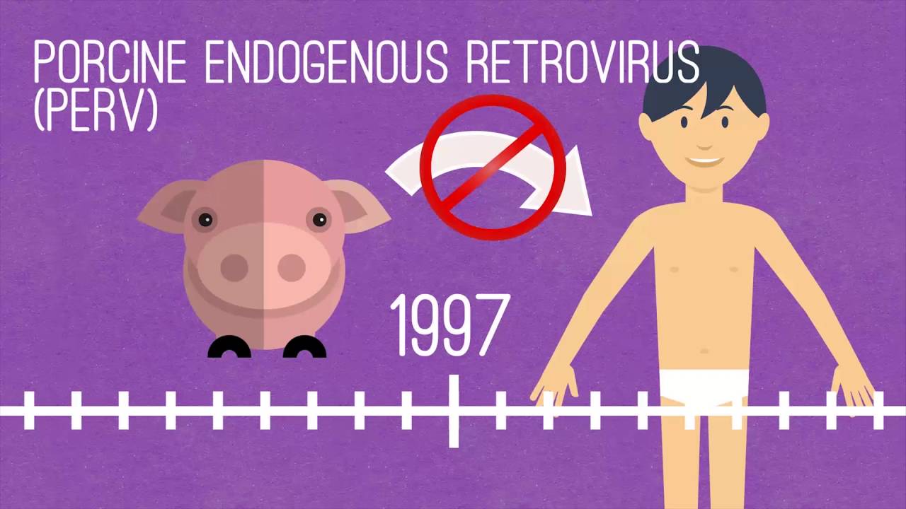 Xenotransplantation - YouTube