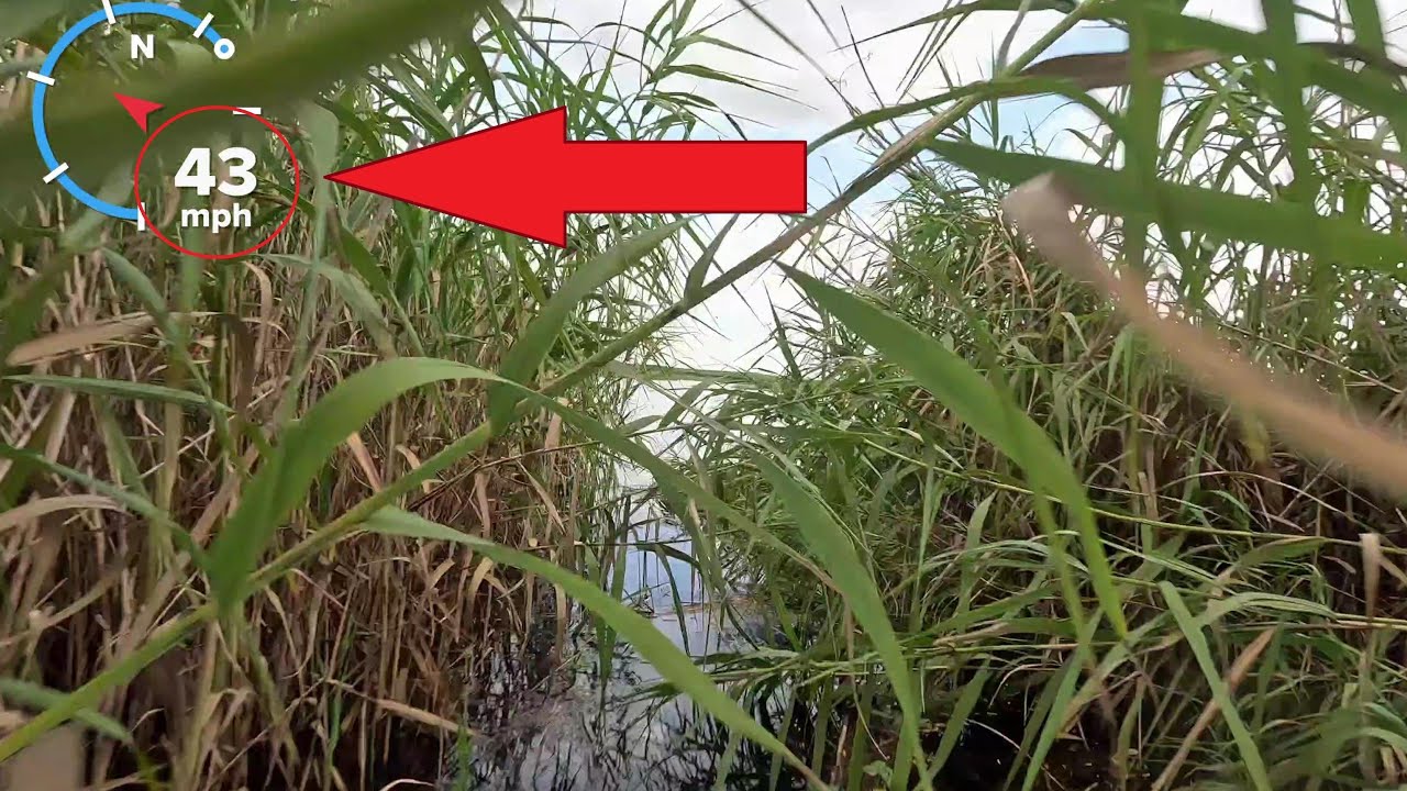 Bush Whacked at 43 MPH! - YouTube