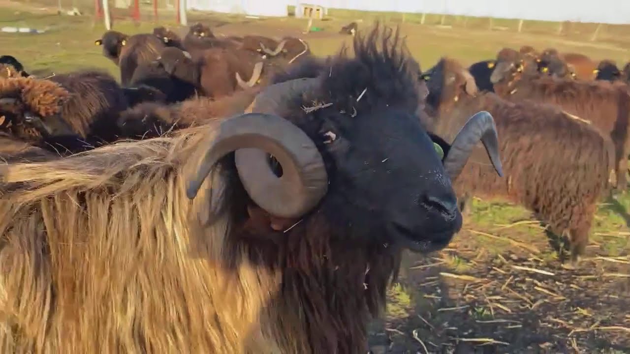 06.01.2021. The Karakachan sheep on Olympus Farm today. - YouTube