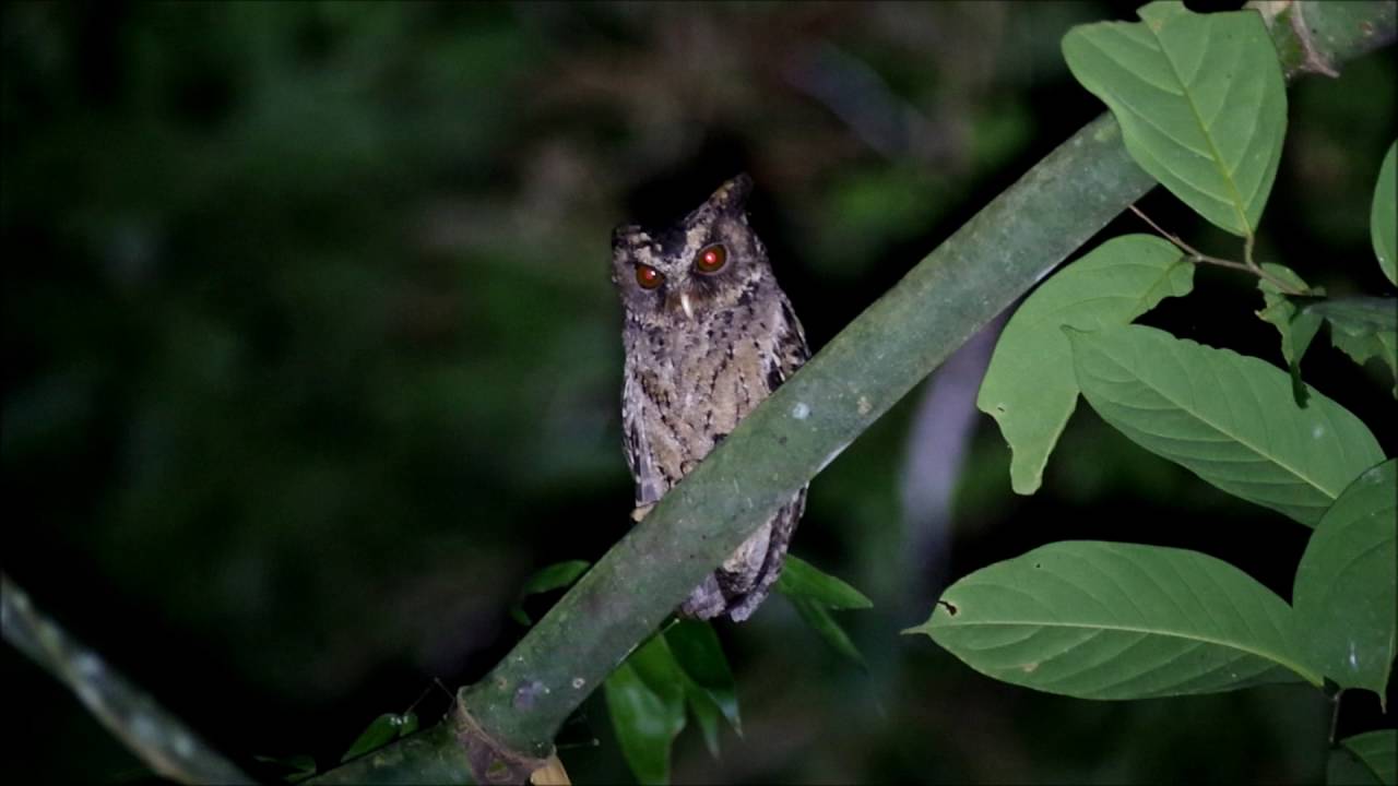 Palawan Scops Owl - YouTube