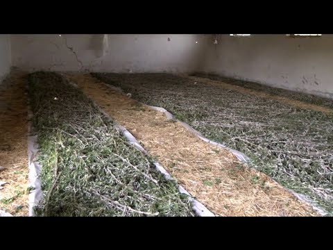 Qısa müddətdə kifayət qədər qazanc