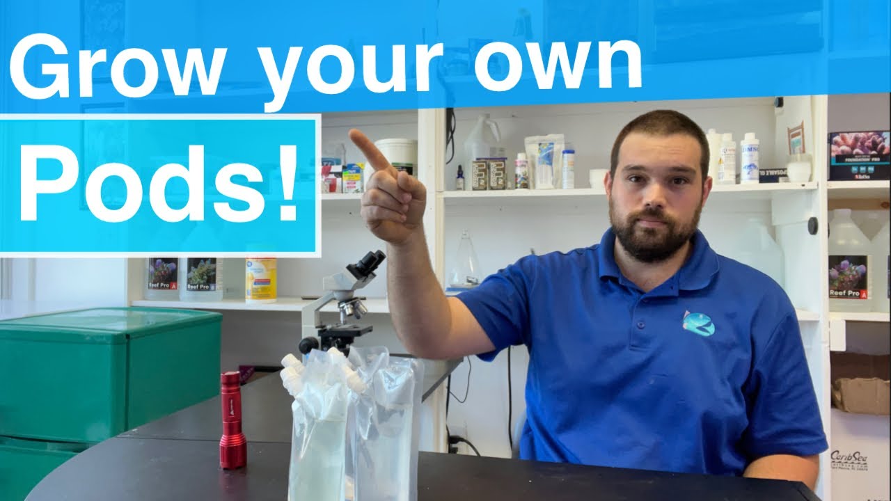 Grow Copepods the easy way | how and why to culture copepods - YouTube