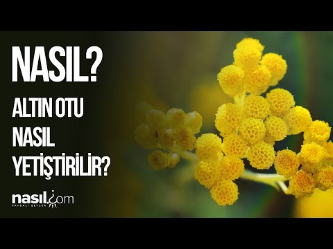Tıbbi ve Aromatik Bitkiler Serisi: ÖLMEZ ÇİÇEK Bitkisi Nasıl Yetiştirilir? Kullanım ve Faydaları!
