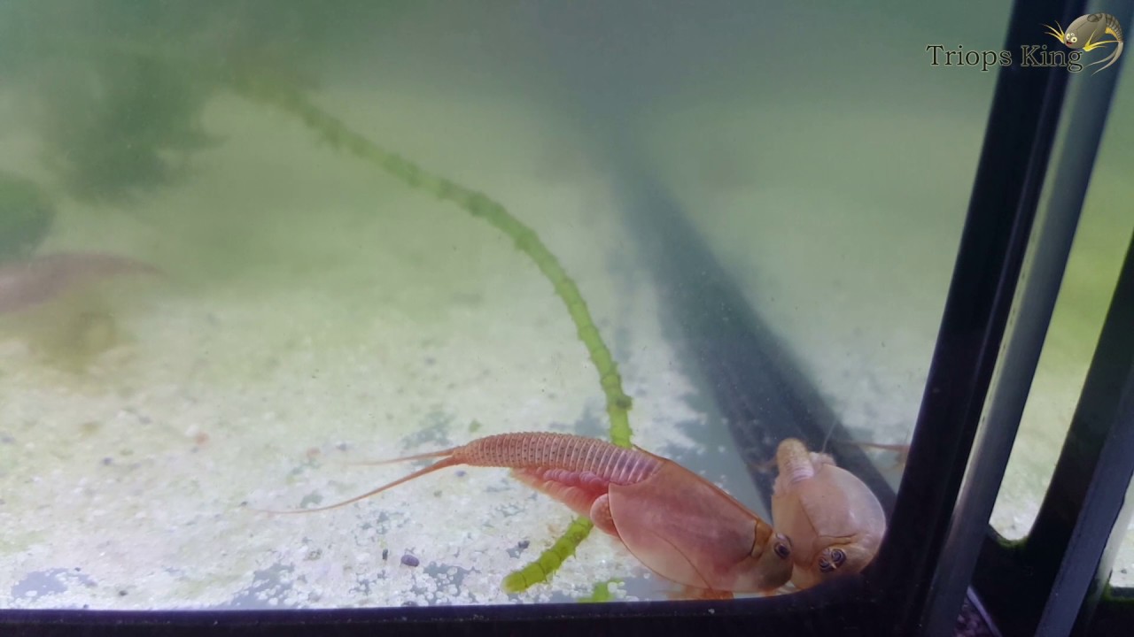 Triops Red Longicaudatus züchten - YouTube