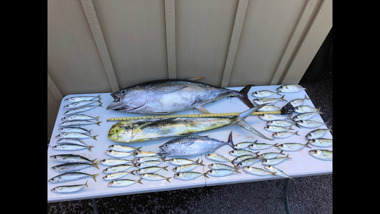 Aquahunters Big Island Kayak Fishing for a 40lb Yellow Fin Tuna(Shibi ...