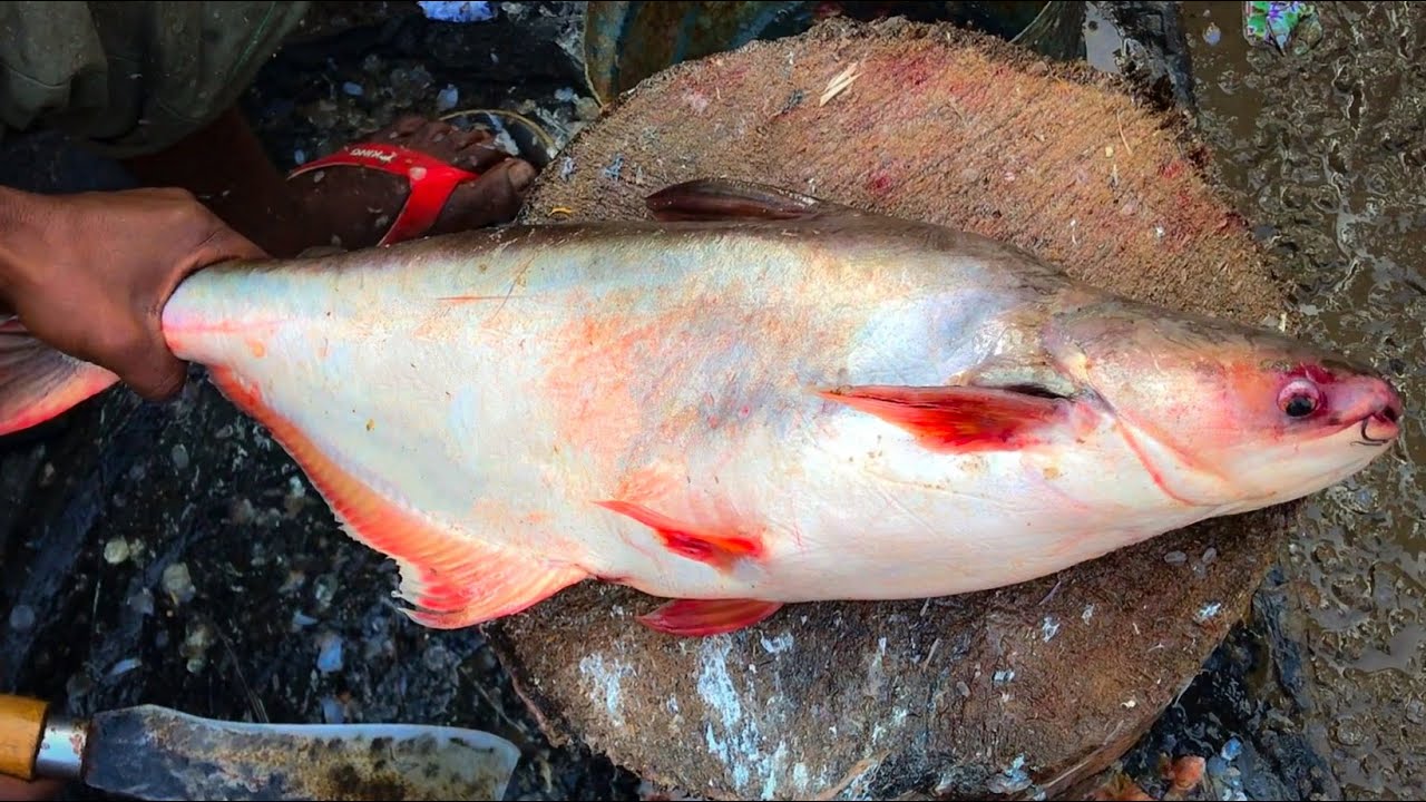 Pangasius Fish Cutting & Slicing, Expert Butcher Cutting Fish At Fish ...