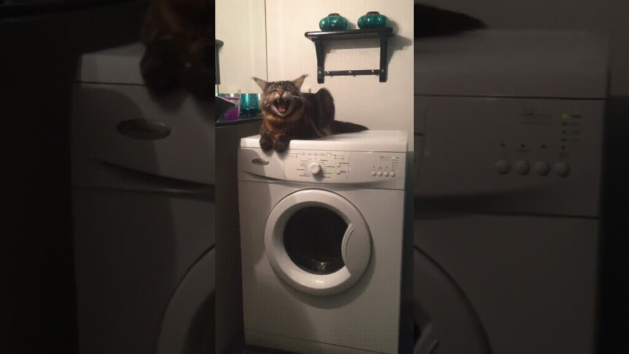 cat on the washing machine - YouTube