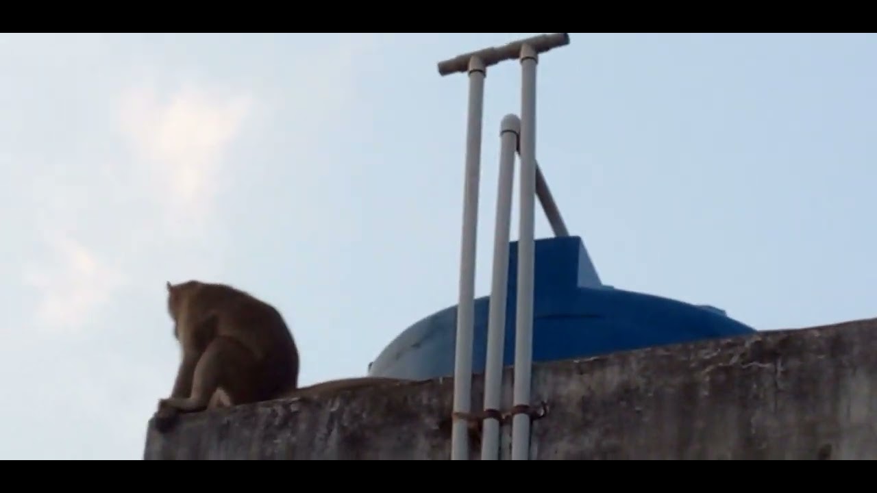 monkey freedom - YouTube