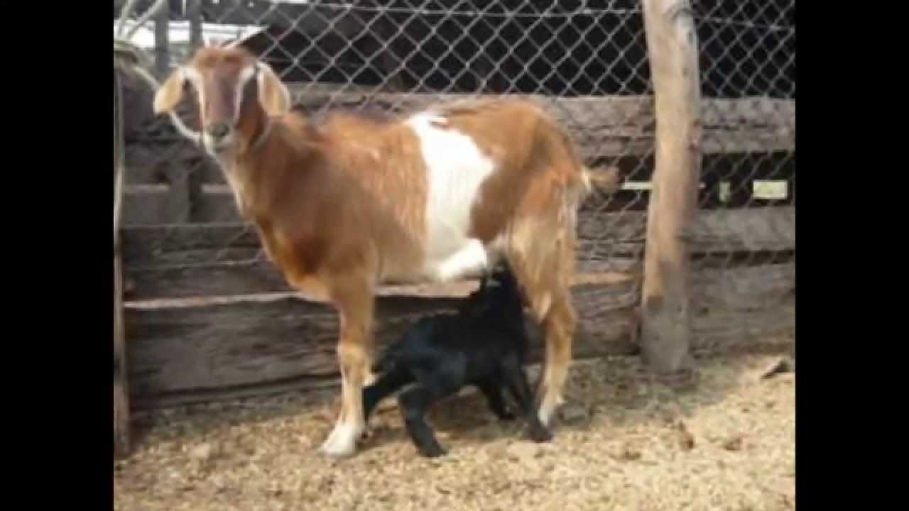 Chivito bebé mamando - Chiva amamantando - Goat suckling - YouTube