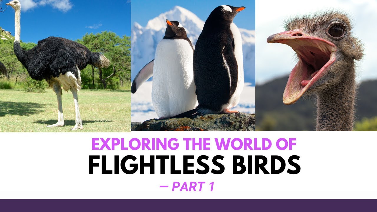 Exploring the World of Flightless Birds – Part 1 - YouTube