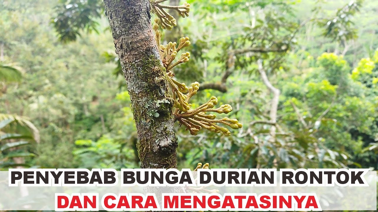 Kupas Tuntas Penyebab Bunga Durian Rontok Dan Cara Mengatasinya - YouTube