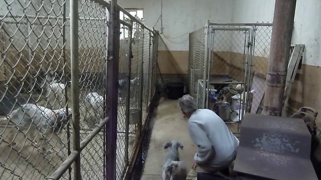 Misty First Retrieve Lesson - YouTube