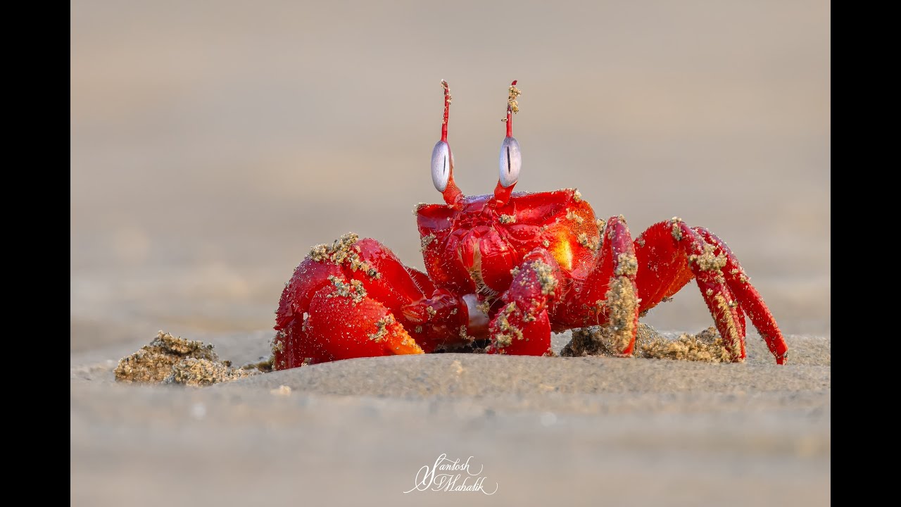 Red Ghost Crabs, Talsari Beach, Odisha - YouTube