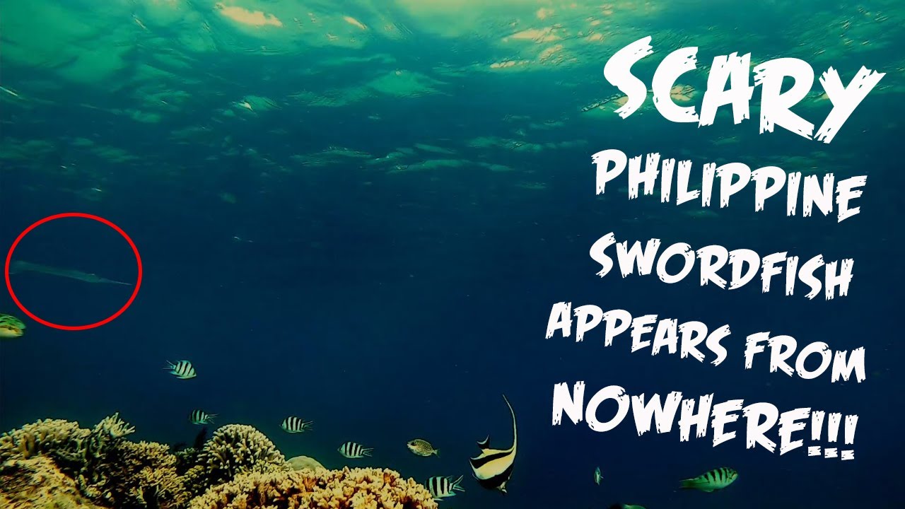 GROUP OF SCARY PHILIPPINE SWORDFISH NEAR SEASHORE CAUGHT IN CAMERA ...