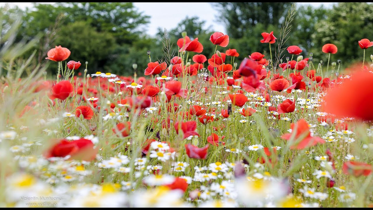 Flori de mac - YouTube