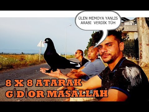 Mehmet Hocanın AraP Güvercin Bu Sefer Ortalığı Yıktı Helal olsun 8 x 8