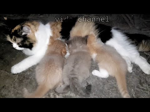 kucing menyusui lucu