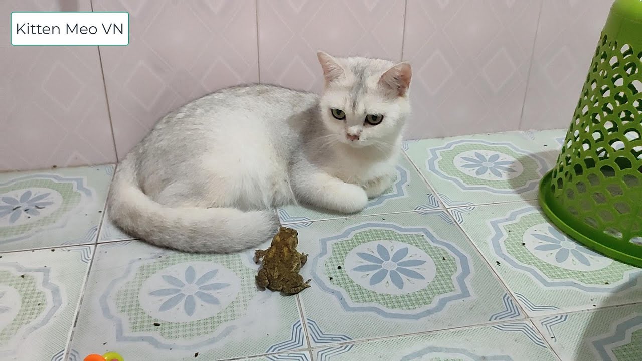 Min cat faces a small toad in KiKii cat's funny bathroom - YouTube